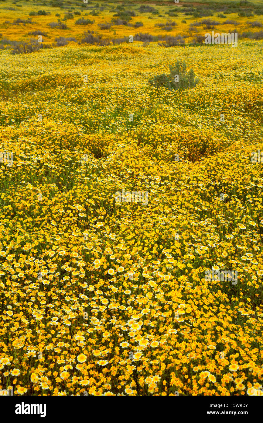 Tidytips with goldfields, Carrizo Plain National Monument, California ...
