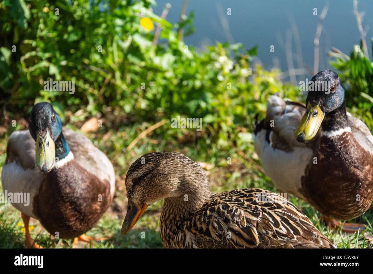 Two male Mallard ducks (Anas platyrhynchos) and one female. River ...