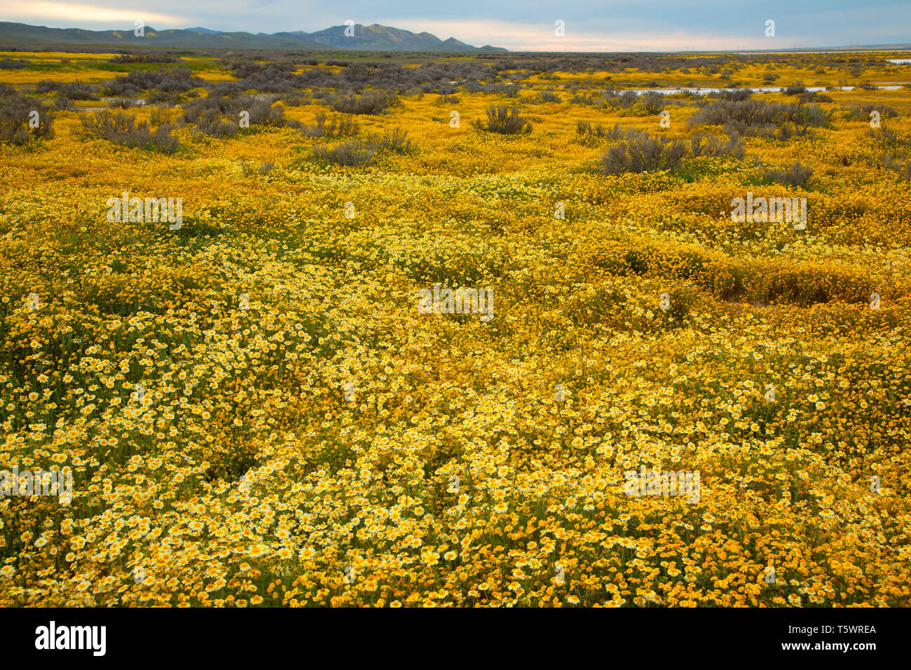 Tidytips with goldfields, Carrizo Plain National Monument, California ...