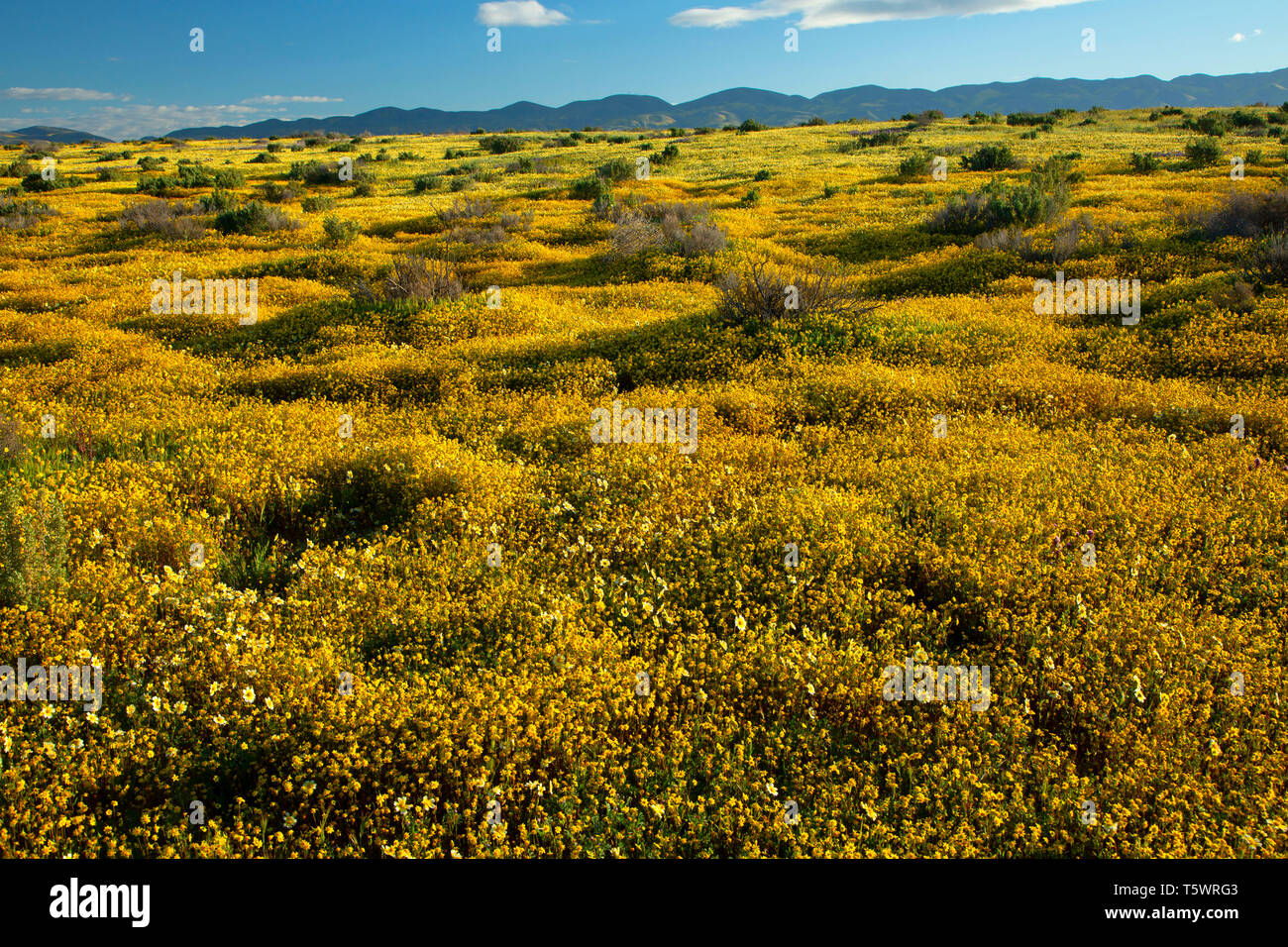 Coastal tidy tips wildflowers hi-res stock photography and images - Alamy