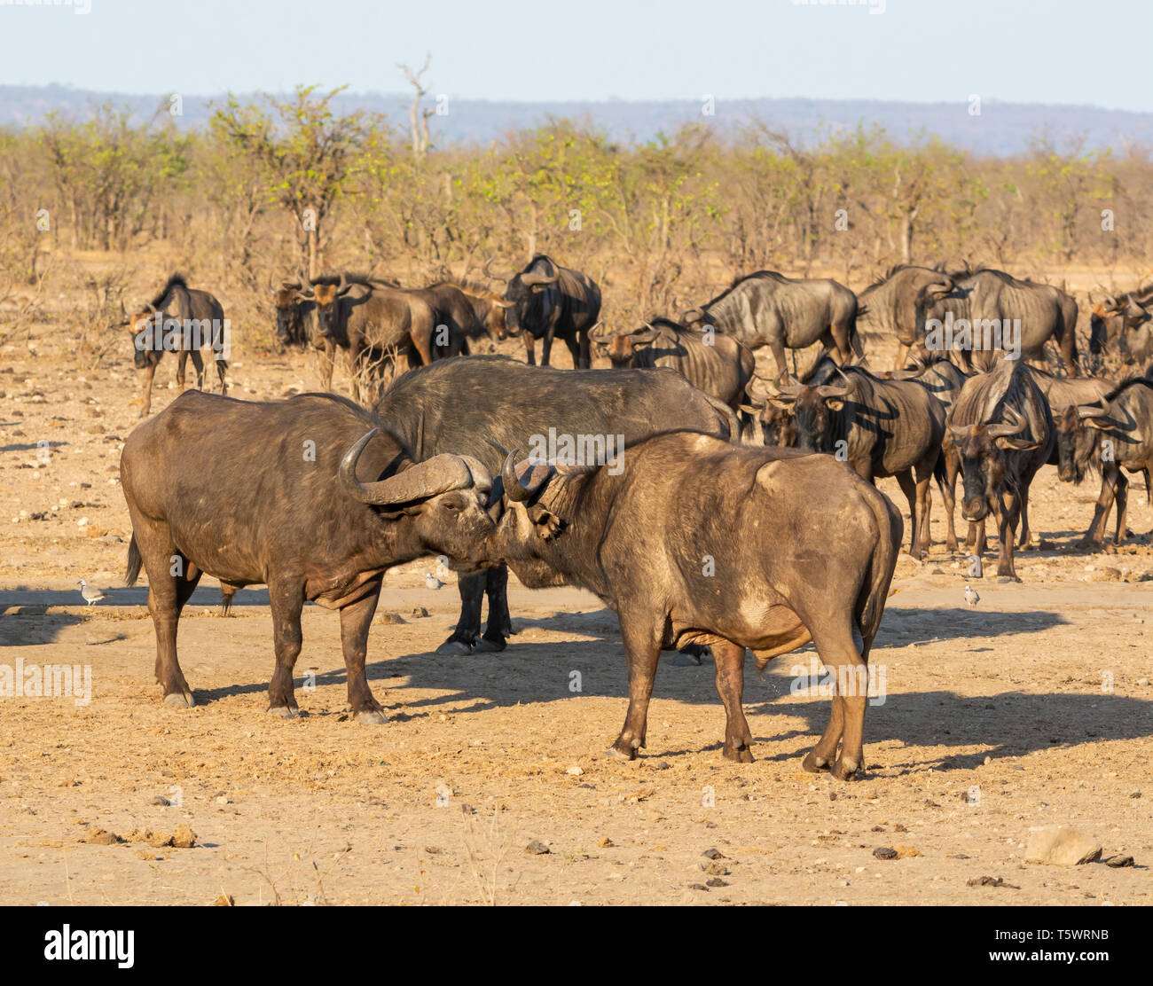 Cape Buffalo at a busy watering hole in Southern African savanna Stock ...