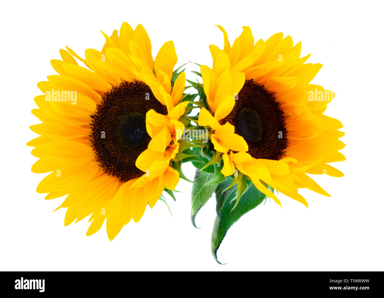 Sunflowers fresh flowers two heads isoltaed on white background Stock ...