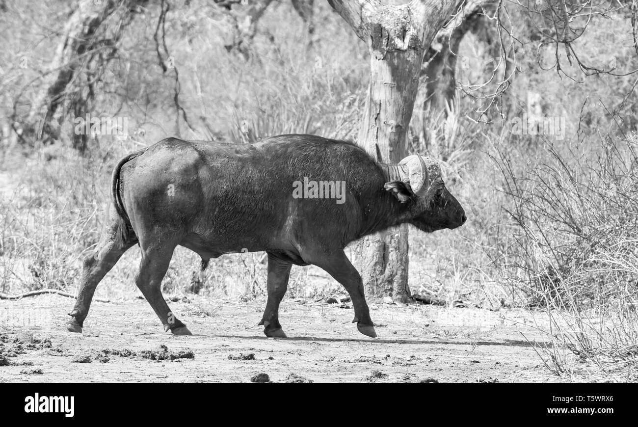 A Cape Buffalo in Southern African savanna Stock Photo - Alamy