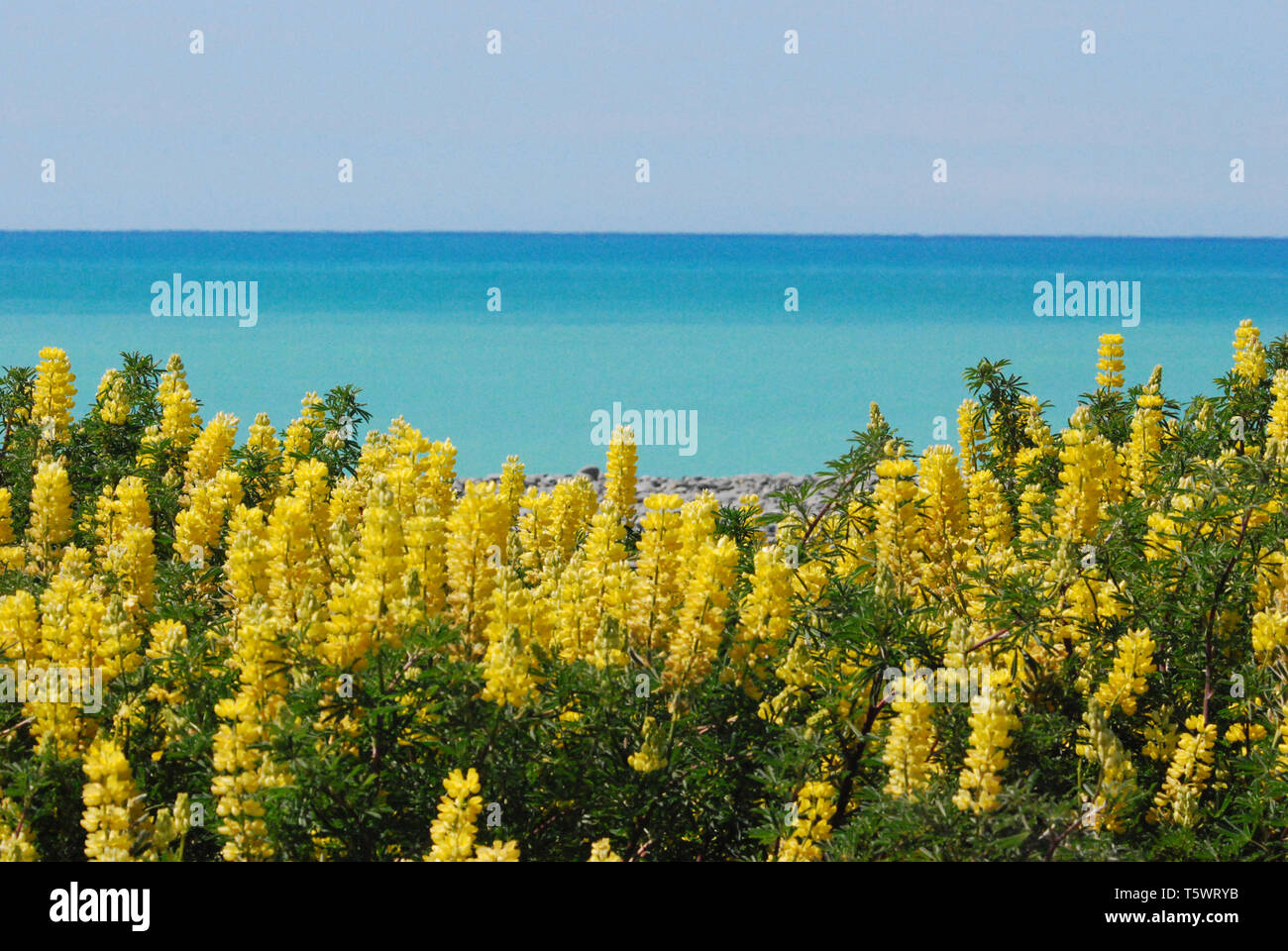 New zealand yellow wildflowers hi-res stock photography and images - Alamy