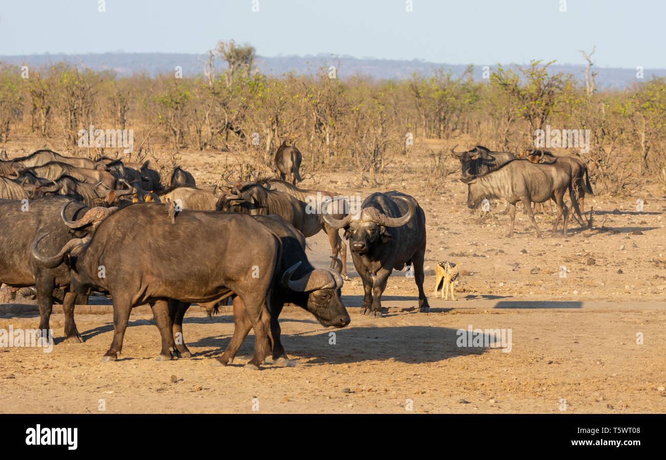 Cape Buffalo at a busy watering hole in Southern African savanna Stock ...