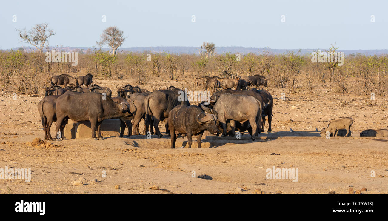 Cape Buffalo at a busy watering hole in Southern African savanna Stock ...