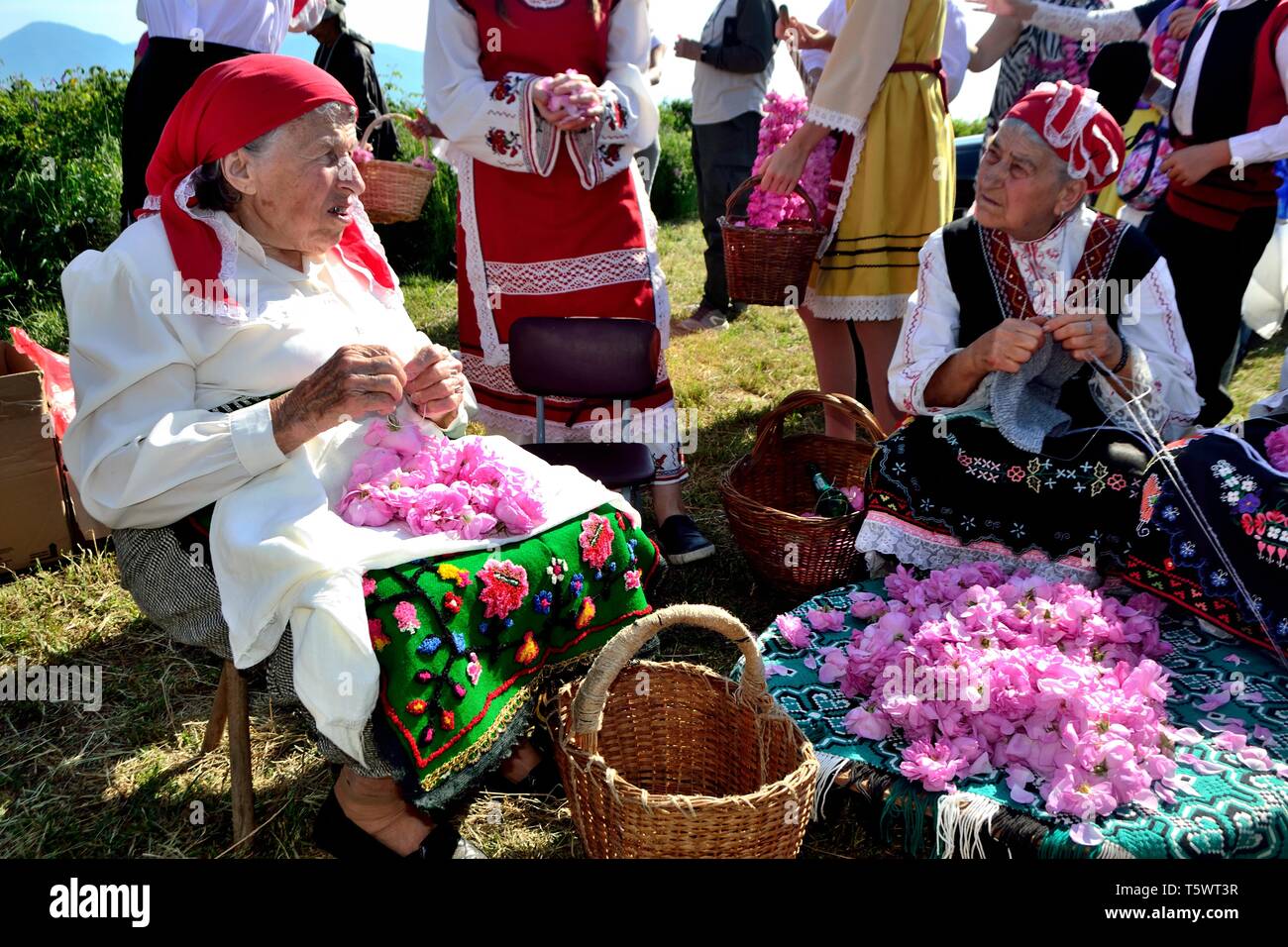 Harvesting roses - Rose Festival in KAZANLAK. Province of Stara Zagora ...