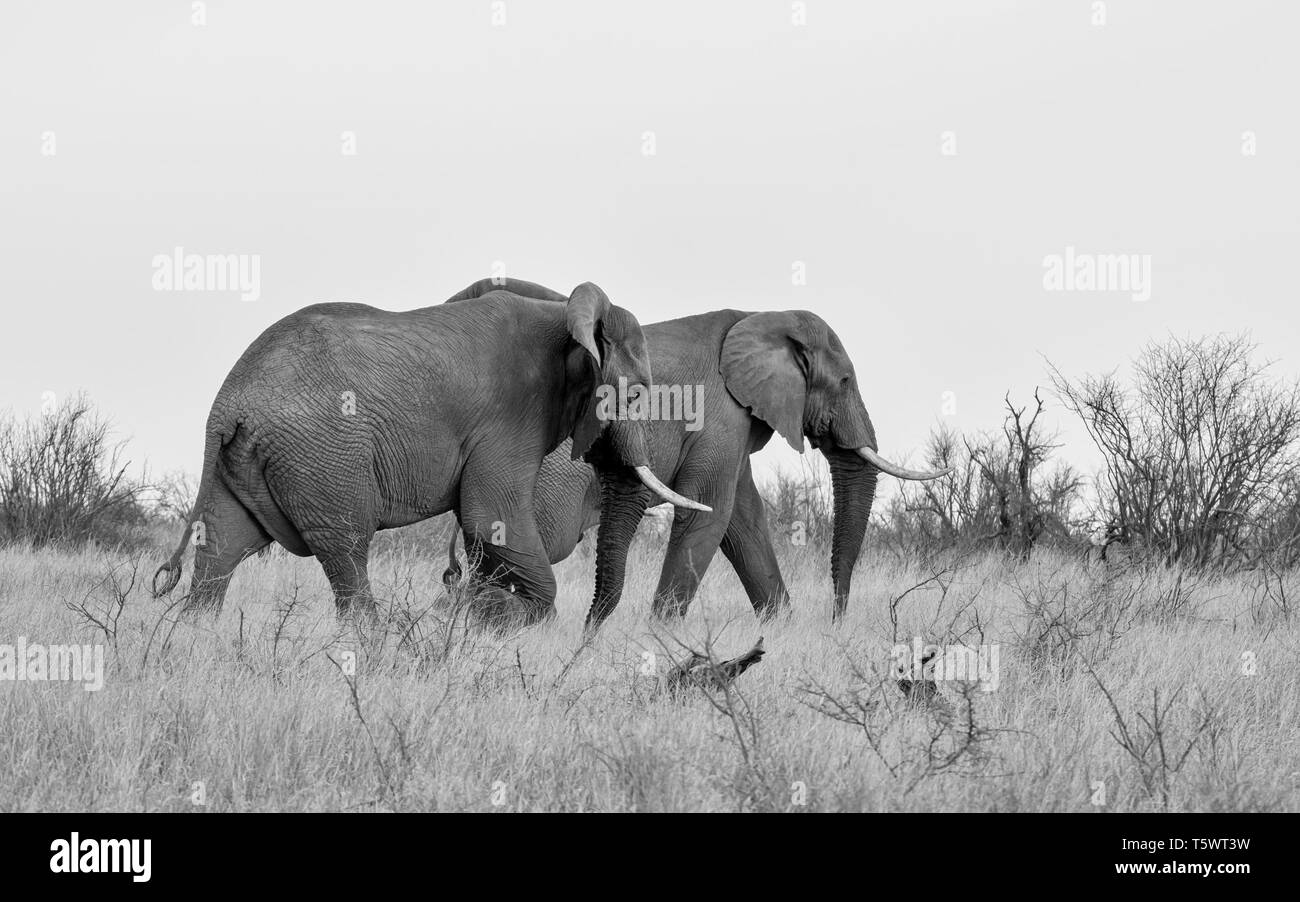 Two African Elephant bulls walking in Southern African savanna Stock ...