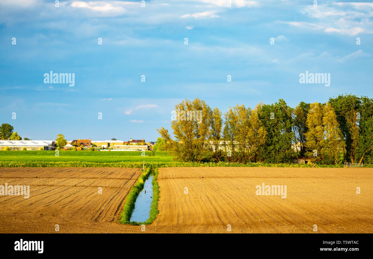 open agriculture grass land in The Netherlands preparing for summer ...