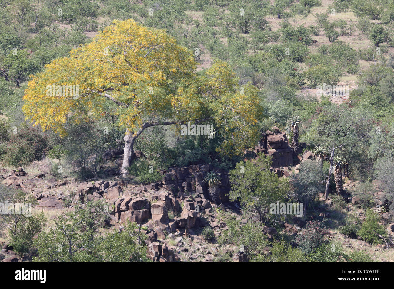 Afrikanischer Busch / African Bush Stock Photo - Alamy