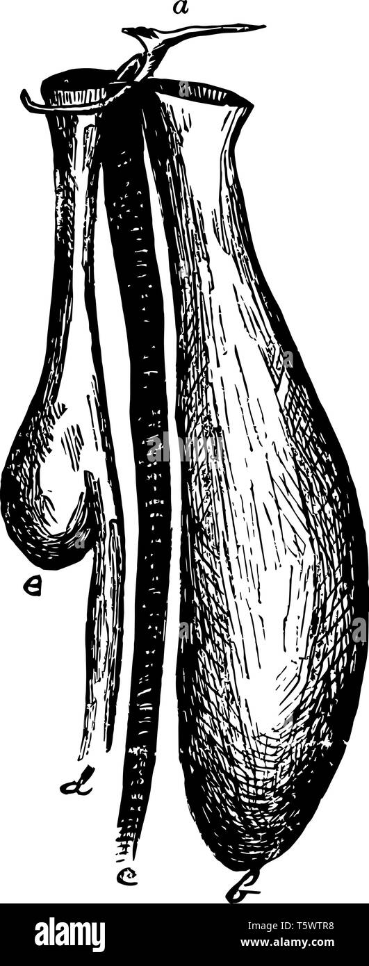 Pouch line drawing hi-res stock photography and images - Alamy