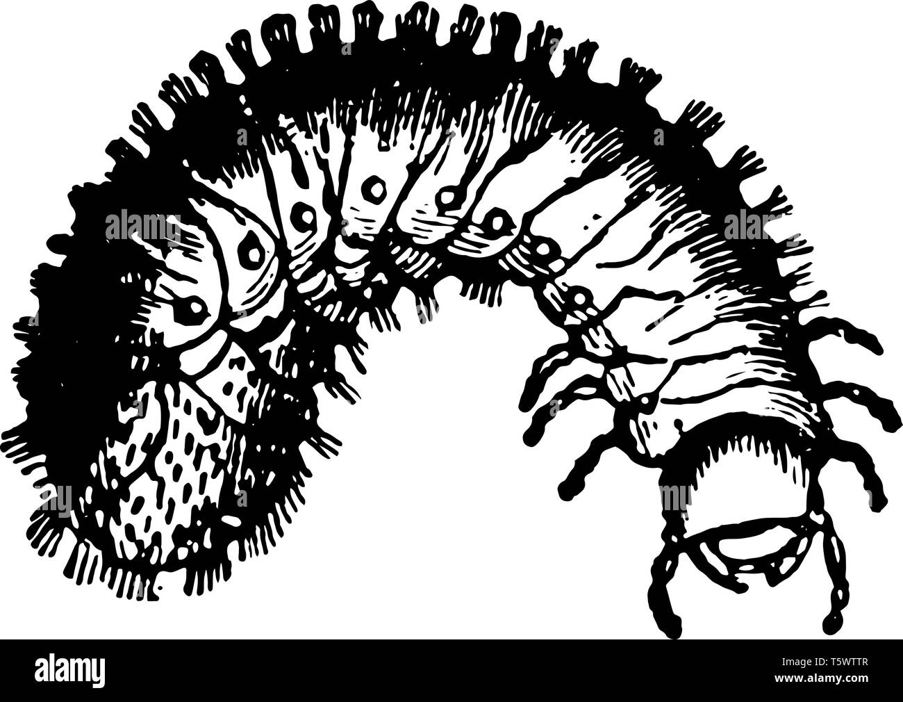 Rotten rose Stock Vector Images - Alamy