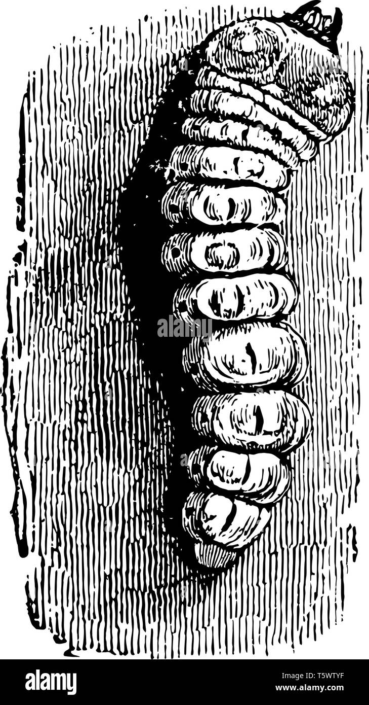 Longhorn Beetle Larva is a cosmopolitan family of beetles vintage line ...