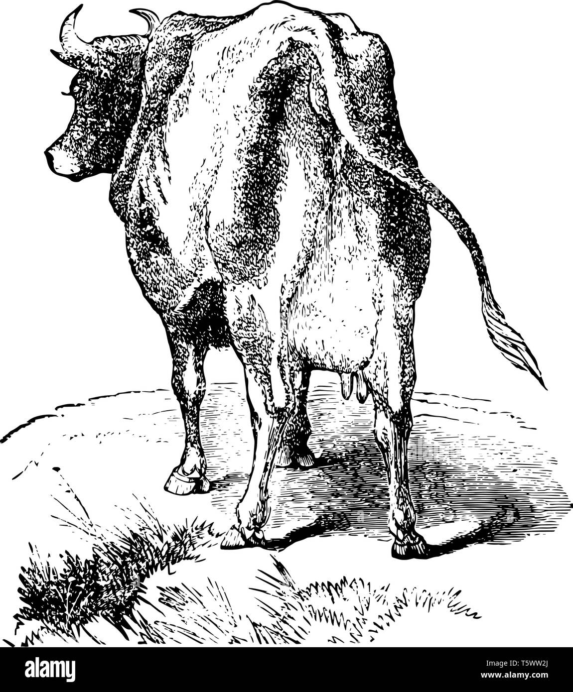 Heifer which is a female cow vintage line drawing or engraving ...