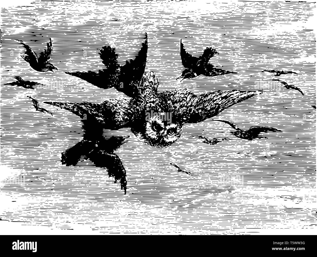 The Mobbing of an Owl when smaller birds in fear vintage line drawing ...