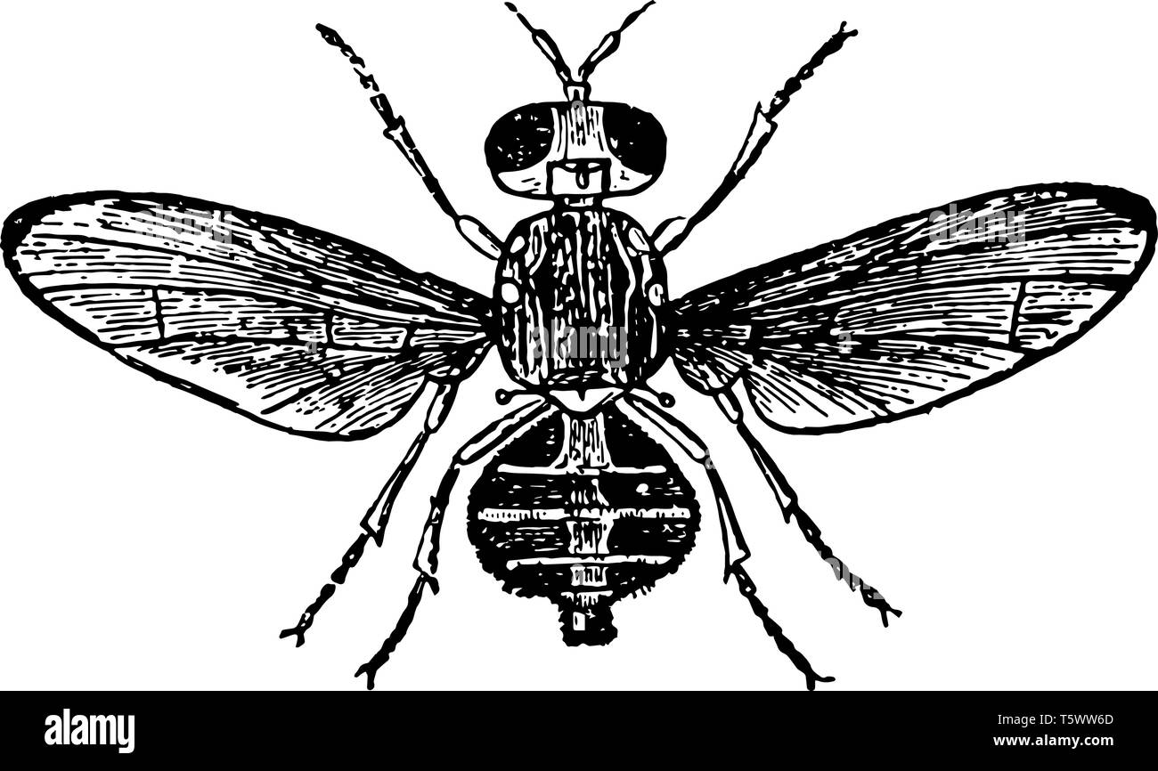 Dacus Oleae insect lives chiefly upon the fruit of the olive tree ...