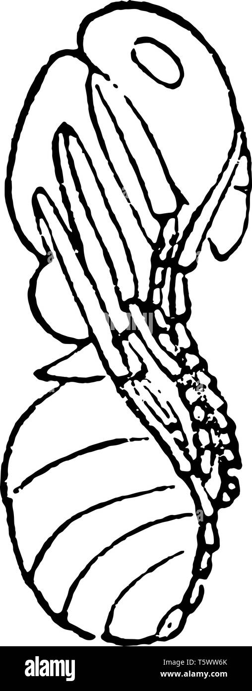 Ant pupae Stock Vector Images - Alamy