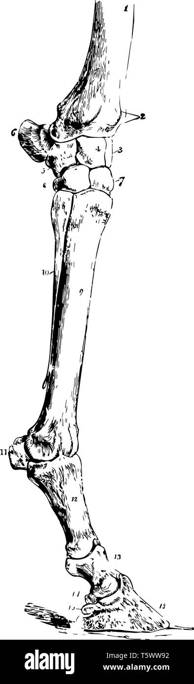 Extensor tendons Stock Vector Images - Alamy