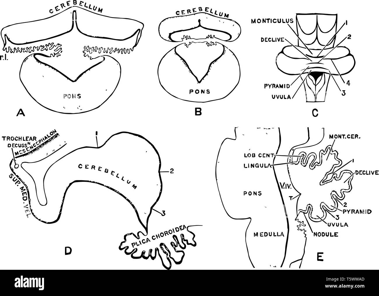 Motor Development Stock Vector Images - Alamy