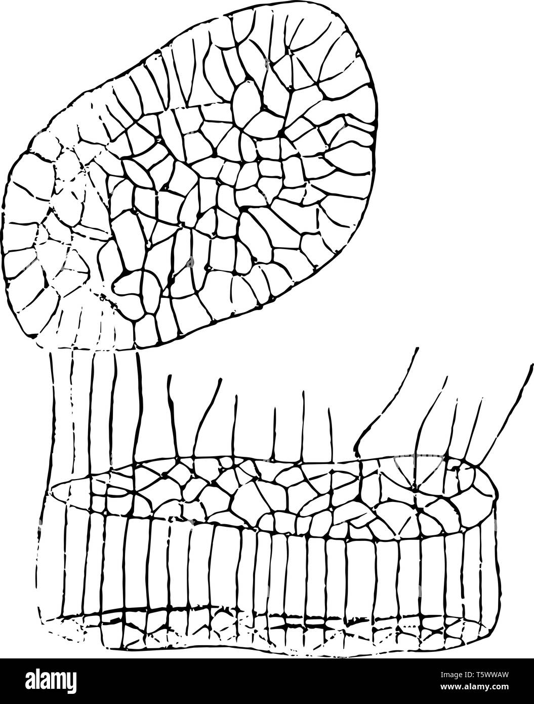 Muscle Fiber Showing Network very plainly vintage line drawing or ...