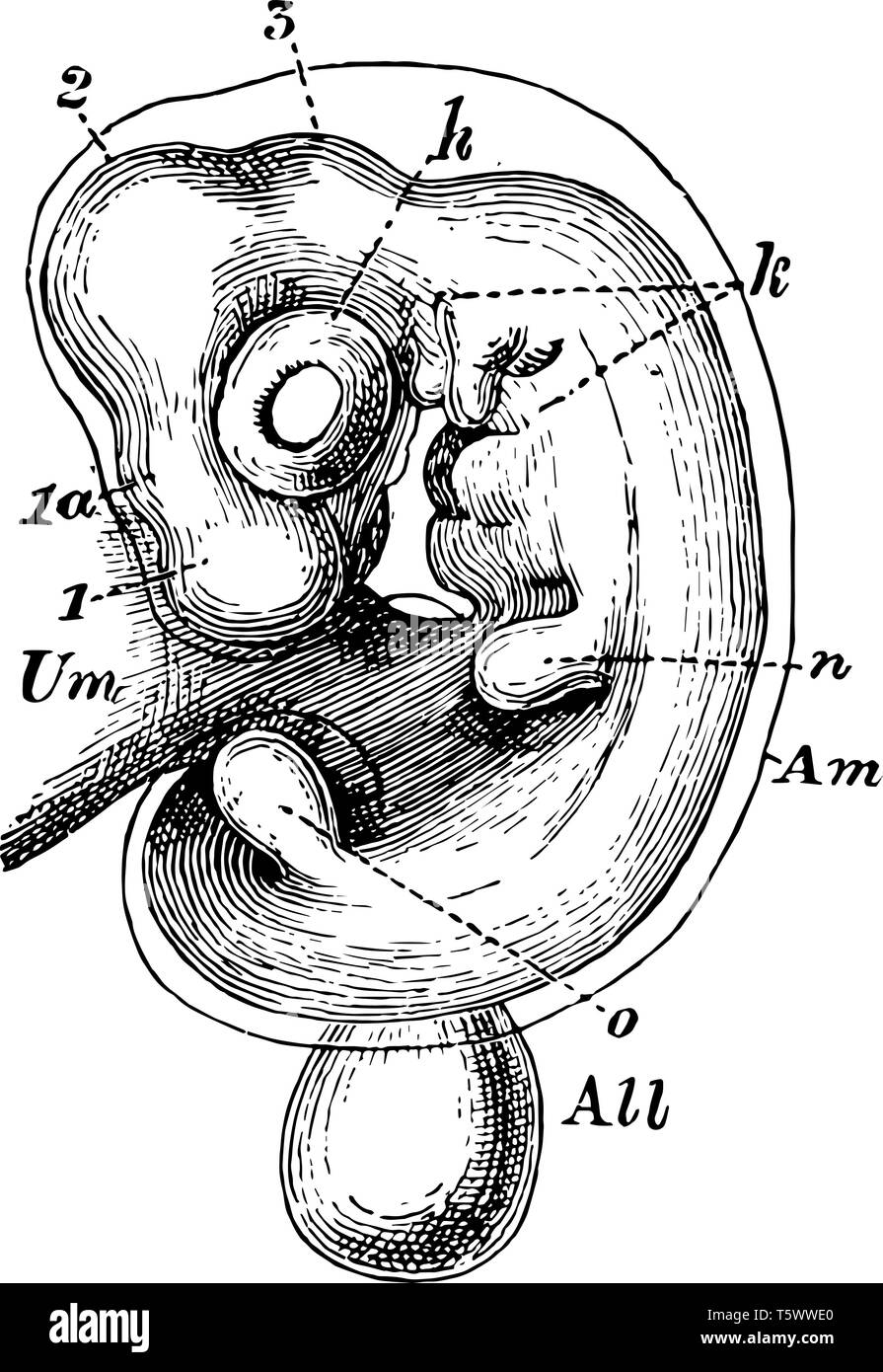 The innermost one of the membranes which envelop the embryo of the ...