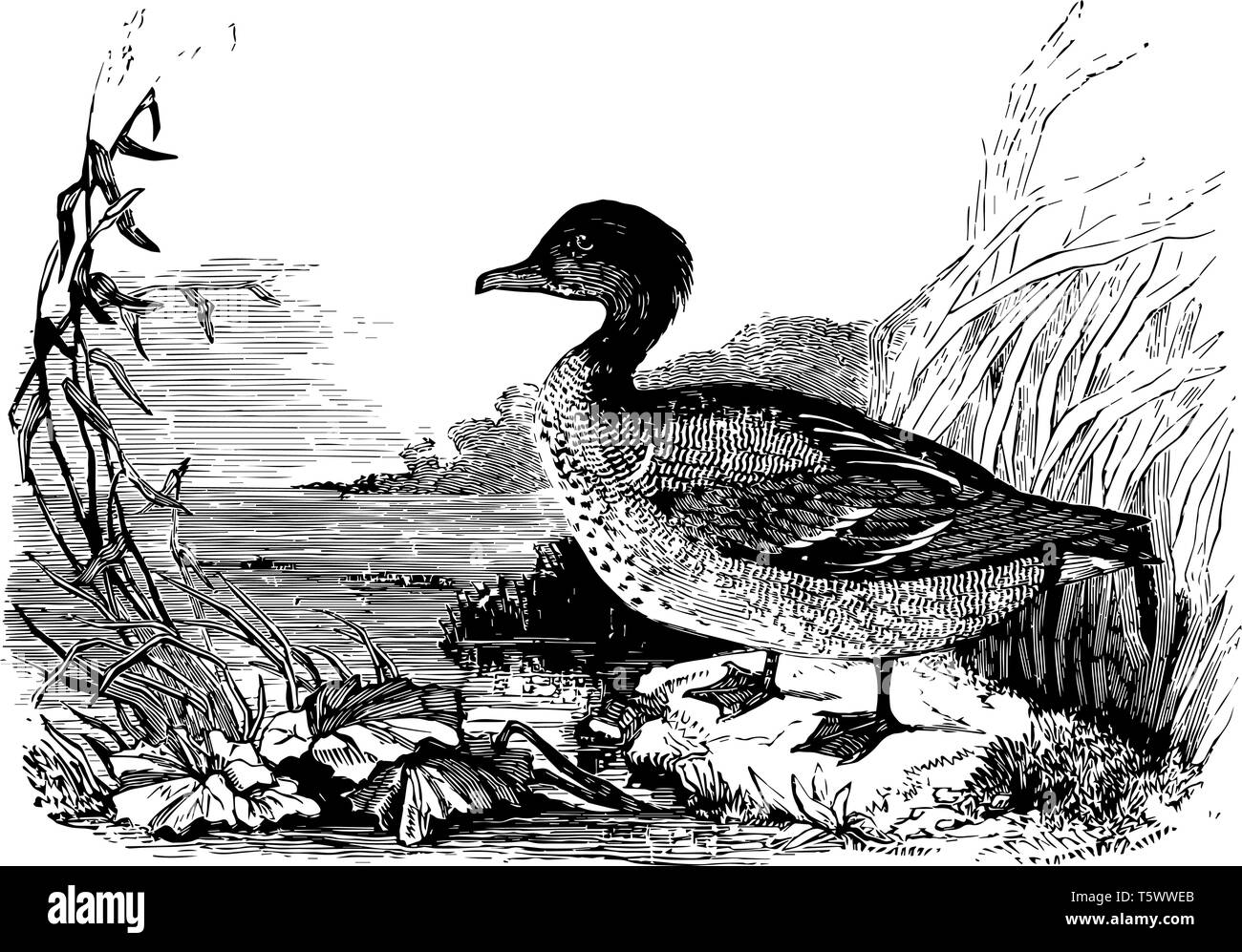 Teal green Black and White Stock Photos & Images - Alamy