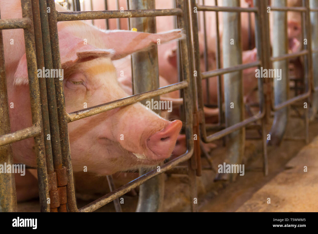 Pig Farming Industrial High Resolution Stock Photography and Images - Alamy