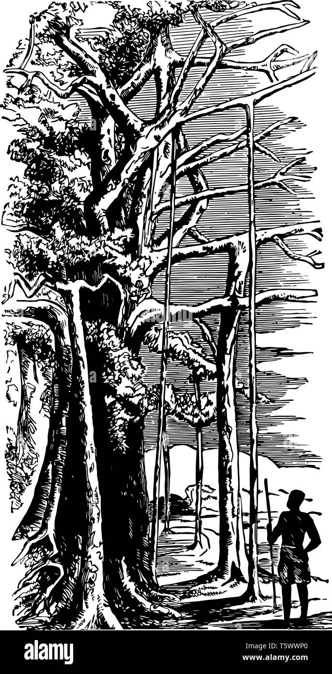 Bombaceae Stock Vector Images - Alamy