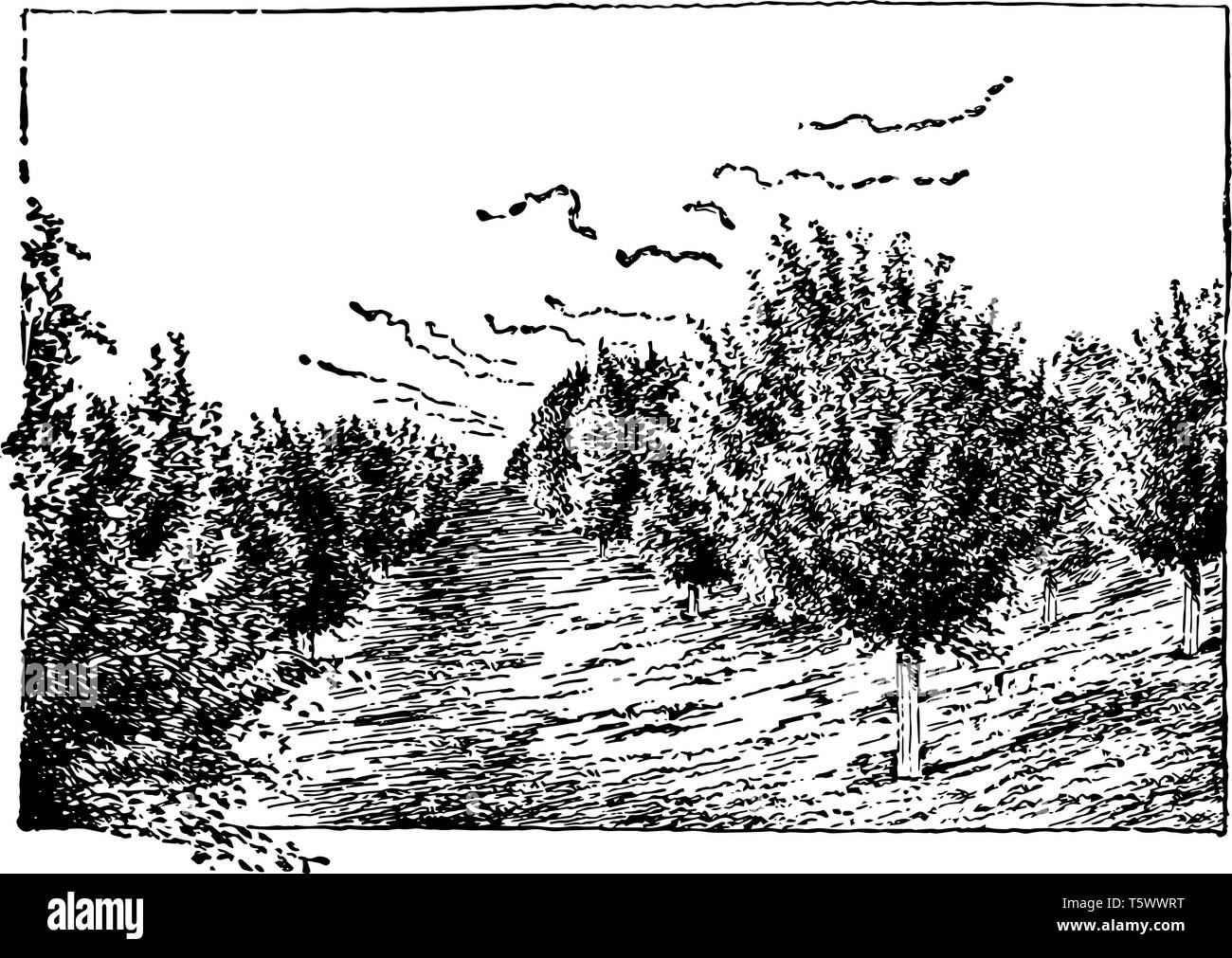 This illustration represents Nebraska Apple Orchard where trunks are ...