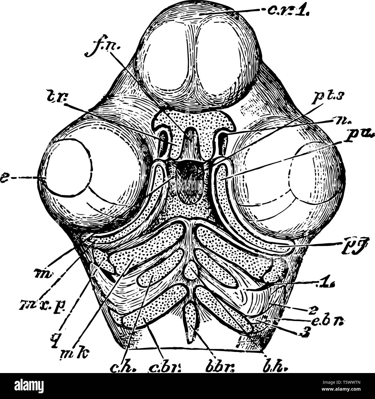 Below line Stock Vector Images - Alamy
