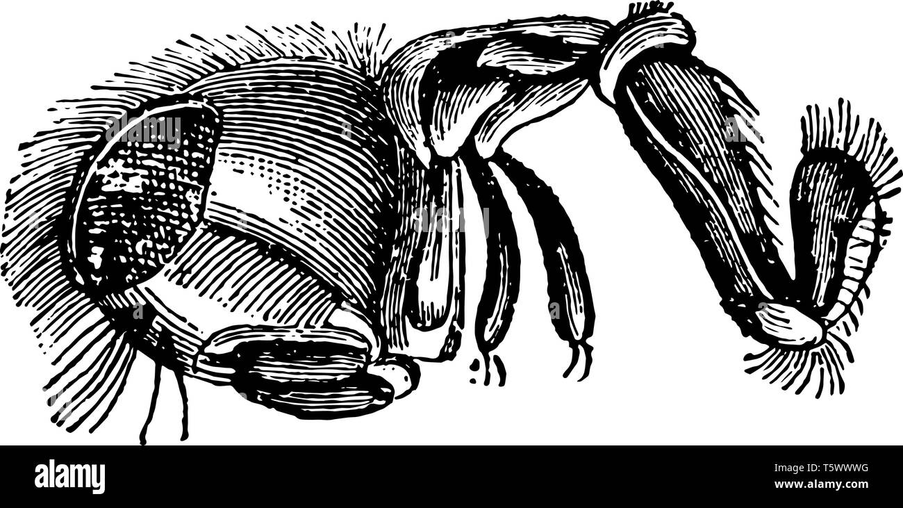 This image represents Trunk of the Meat Fly vintage line drawing or ...