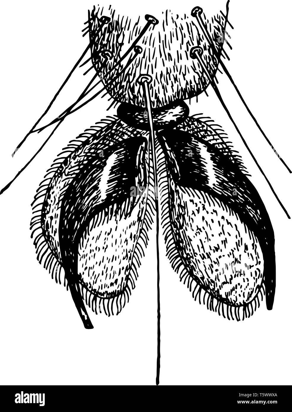 Foot fly Black and White Stock Photos & Images - Alamy