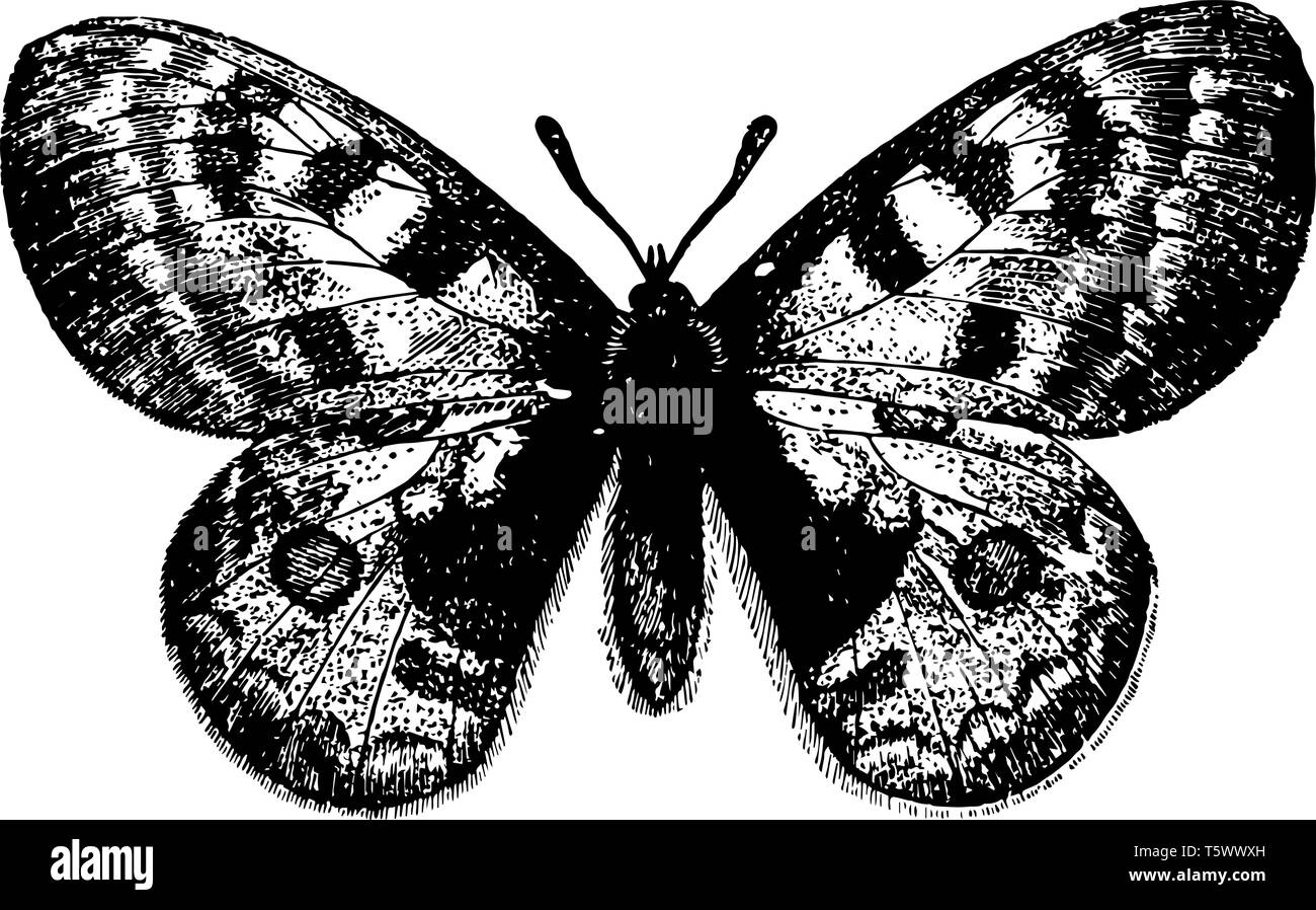 Parnassius Apollo which appears in June and July vintage line drawing ...