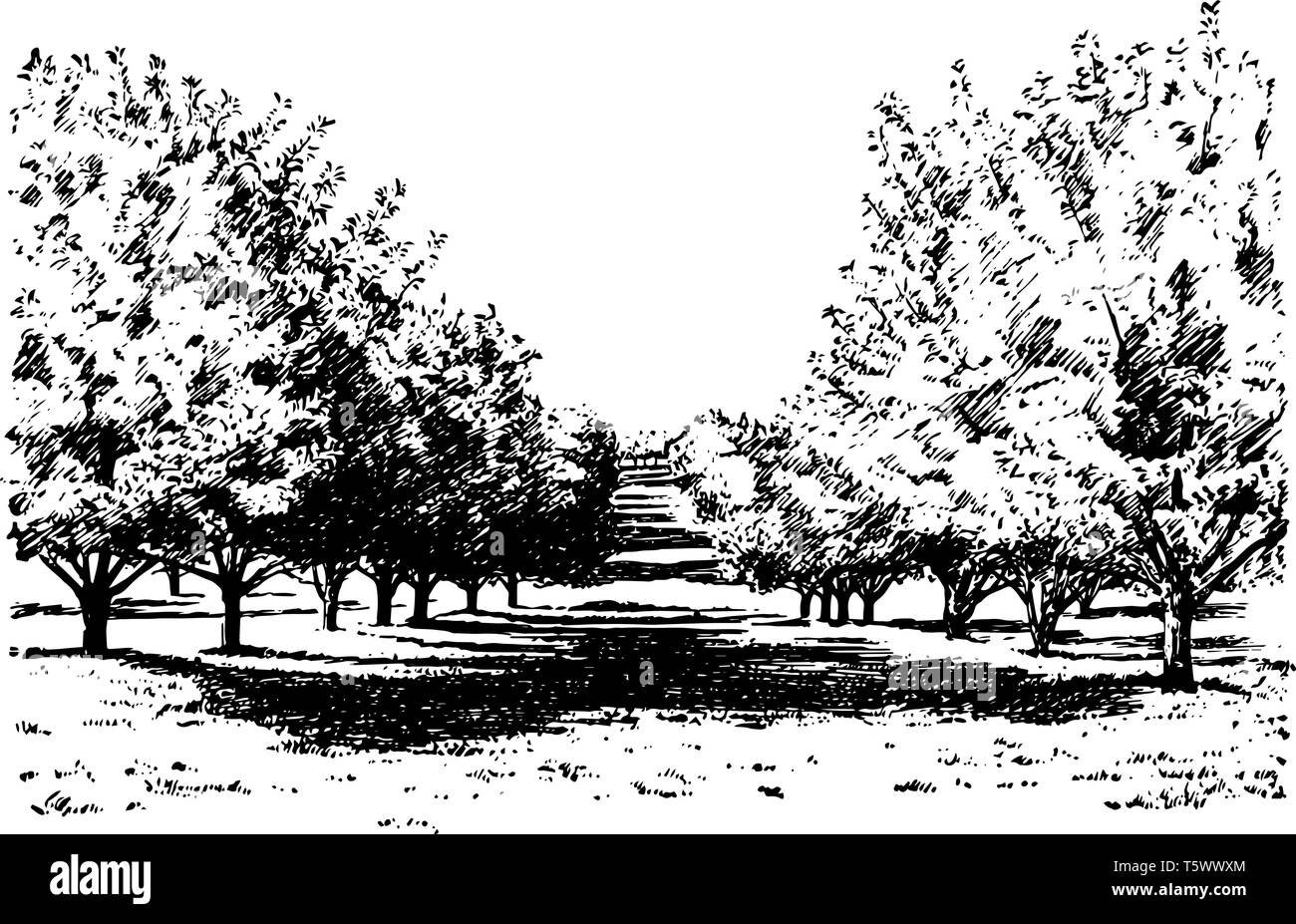 This illustration represents California Apple Orchard, vintage line ...