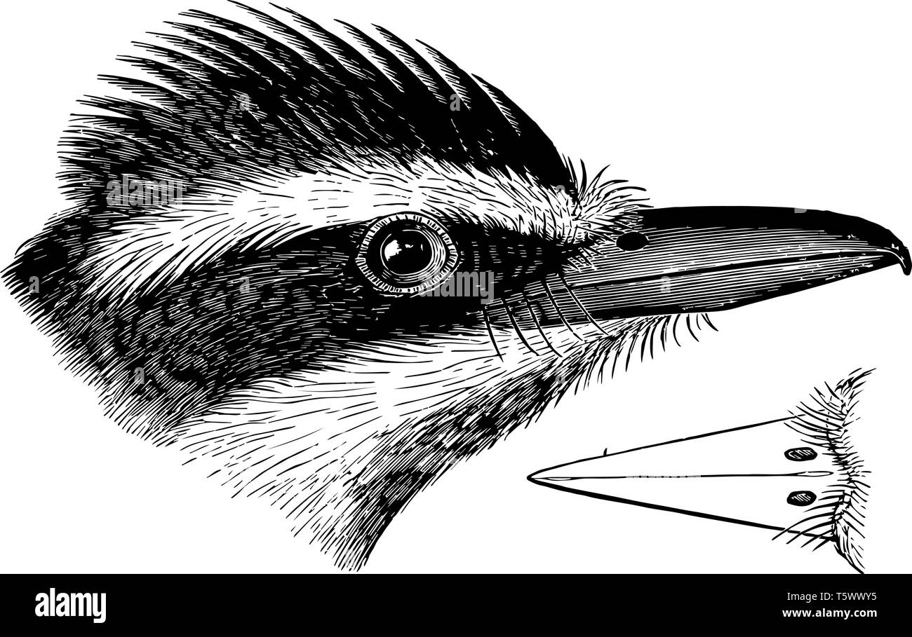 This illustration represents Derby Flycatcher vintage line drawing or ...