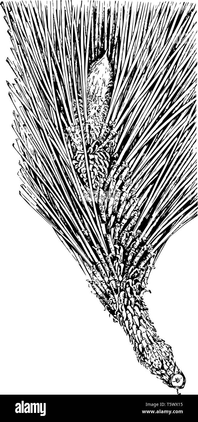 Gulf line Stock Vector Images - Alamy