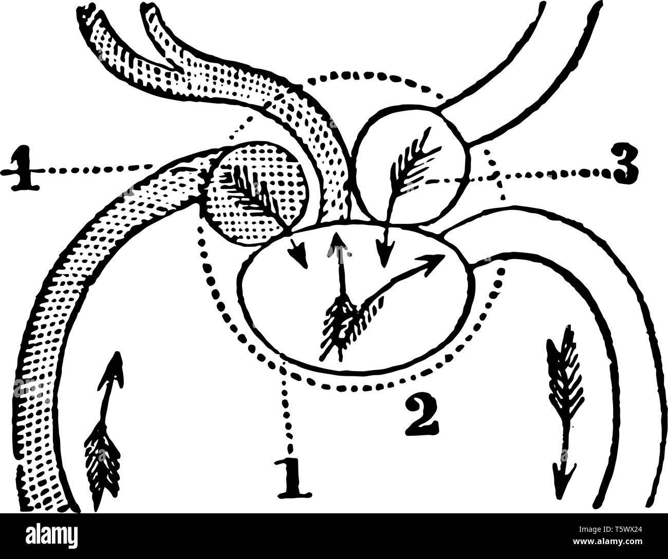6 Best Images Of Turtle Heart Diagram Reptile Heart MCQ] Single