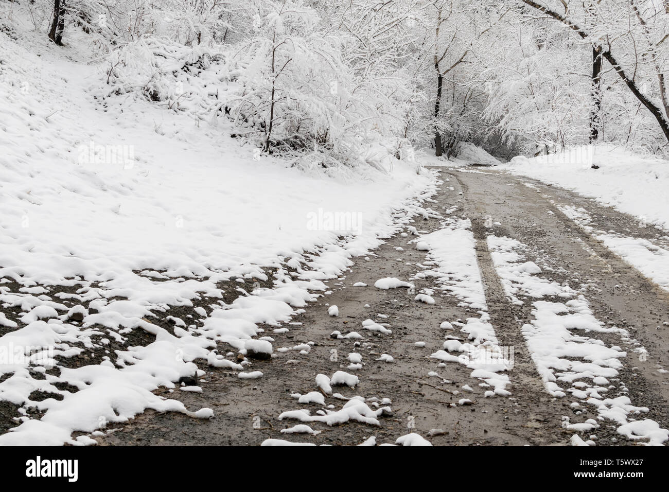 landscape of winter forest and road in the snow with traces of tires ...