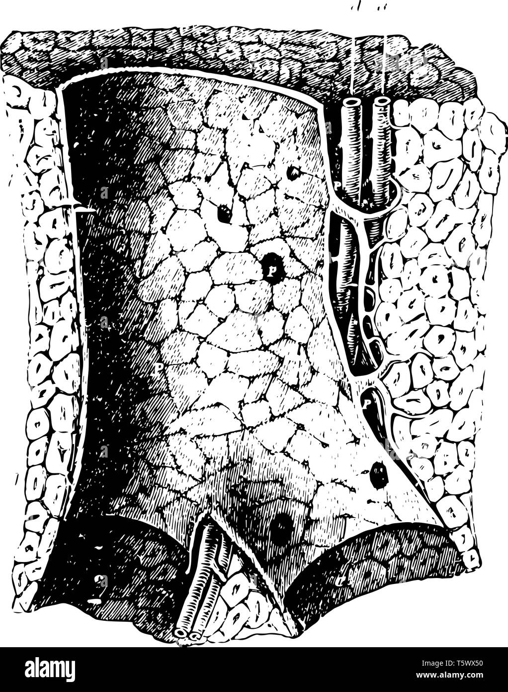 Portal Canal containing a portal vein vintage line drawing or engraving ...