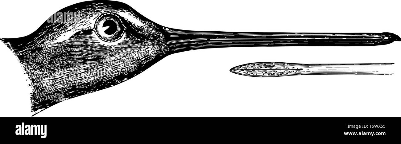 This illustration represents Red breasted Snipe Head vintage line ...