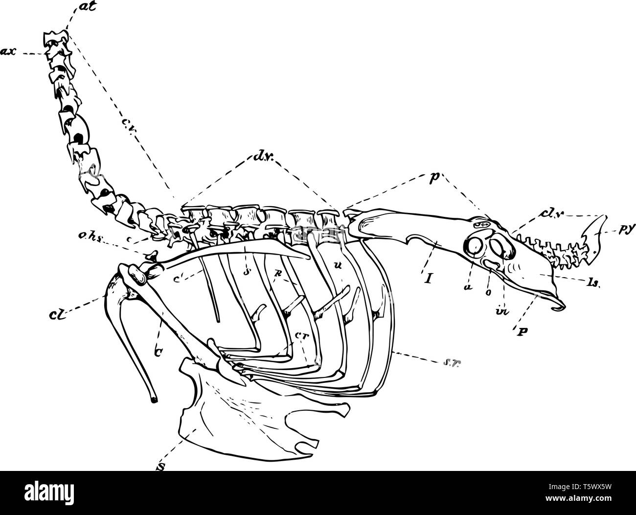 This image represents Axial Skeleton vintage line drawing or engraving ...