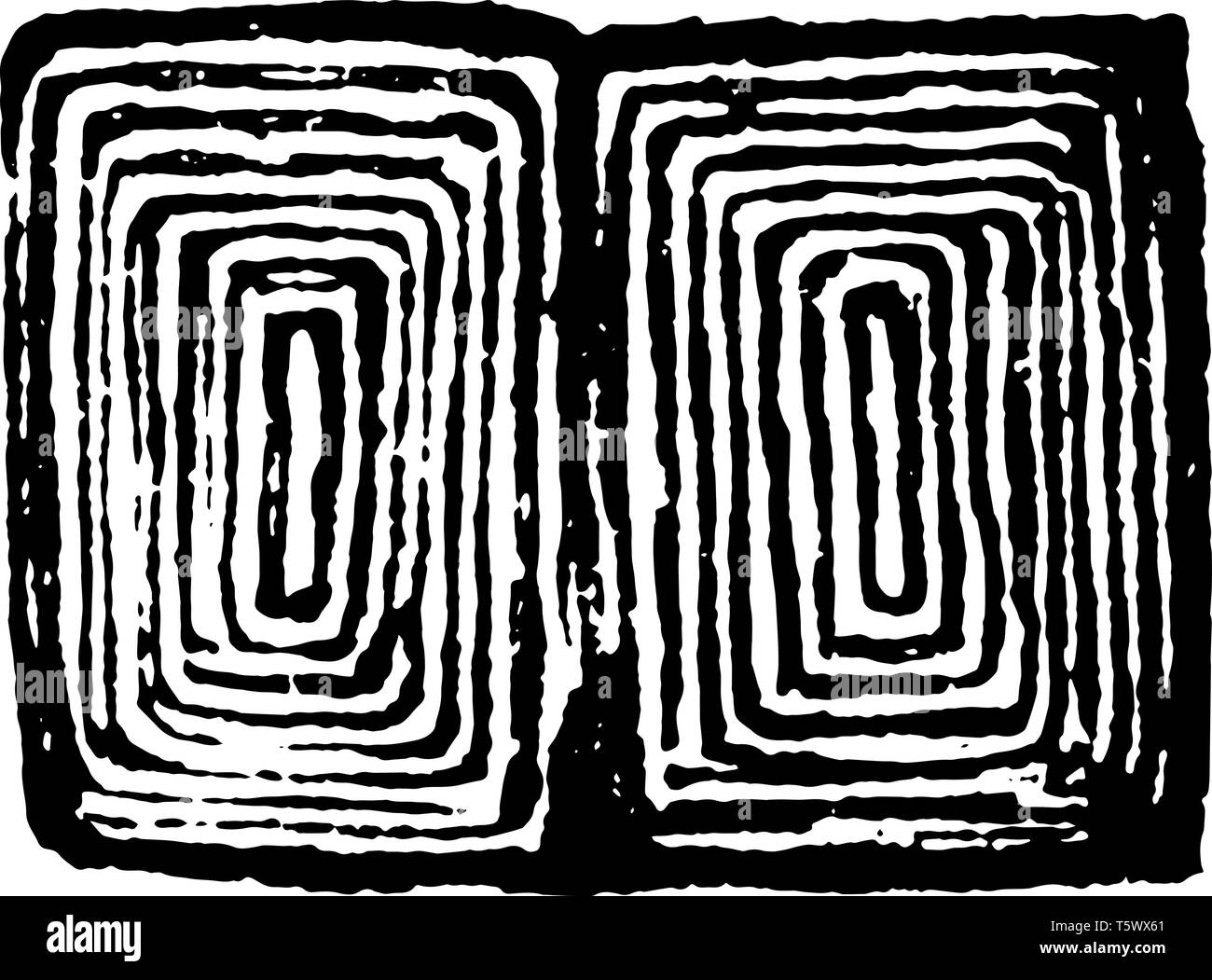 Ganoid Scales of Dipterus in accordance with the structure of their ...