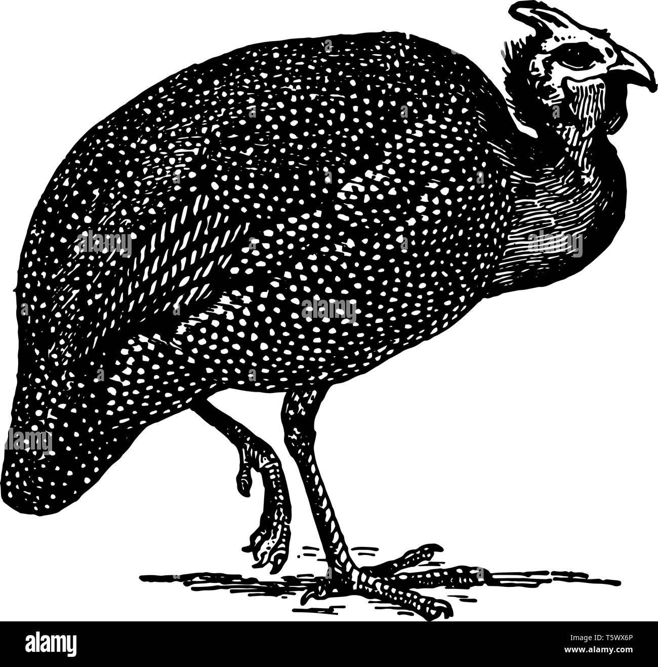 This image represents Guinea Fowl, vintage line drawing or engraving ...