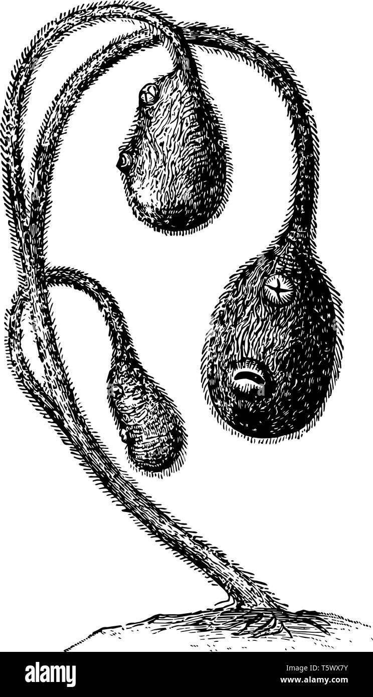 Zooids hi-res stock photography and images - Alamy