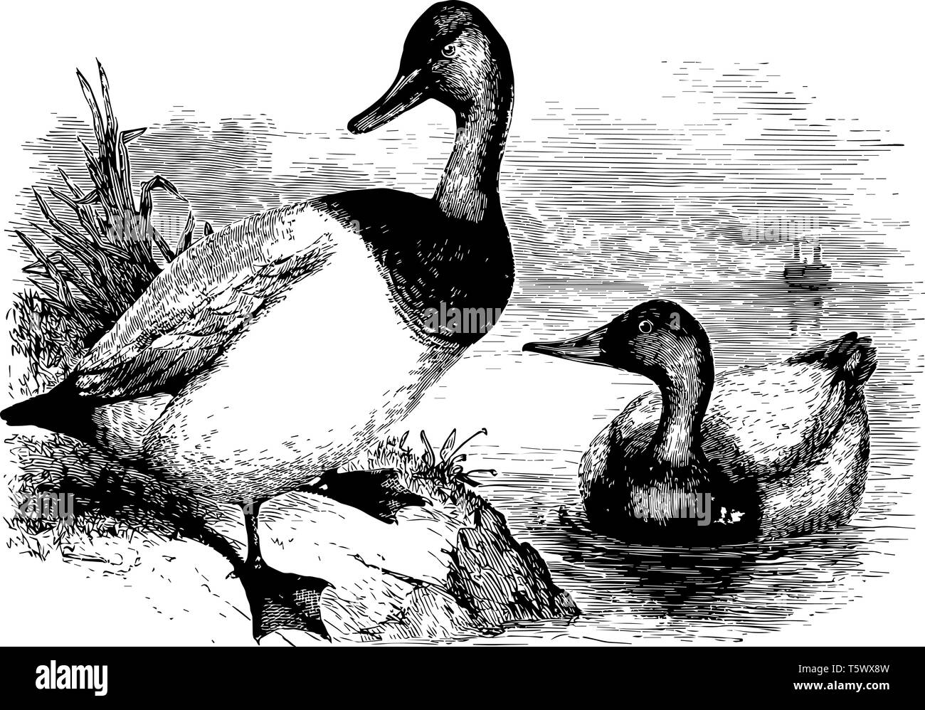 This illustration represents Canvas backs vintage line drawing or ...