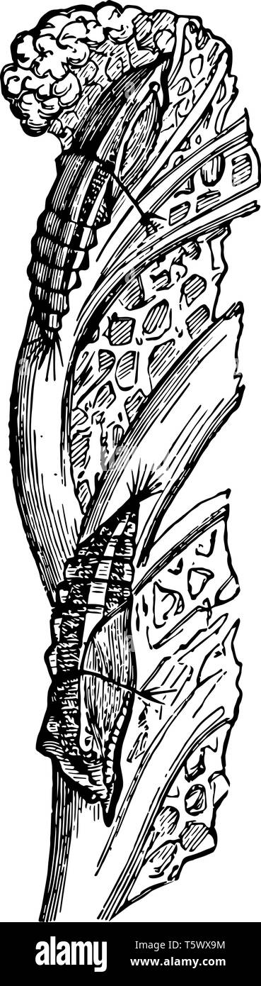 Pupae of Pieris Brassicae which first supported the caterpillar vintage ...