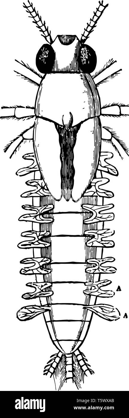 Alderfly Larvae Drawing