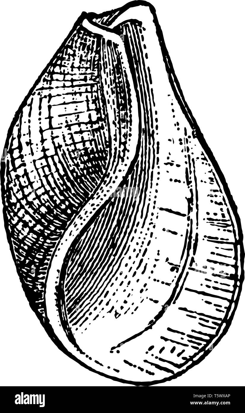 Scaphander is a species of gastropods in the Scaphandridae family ...