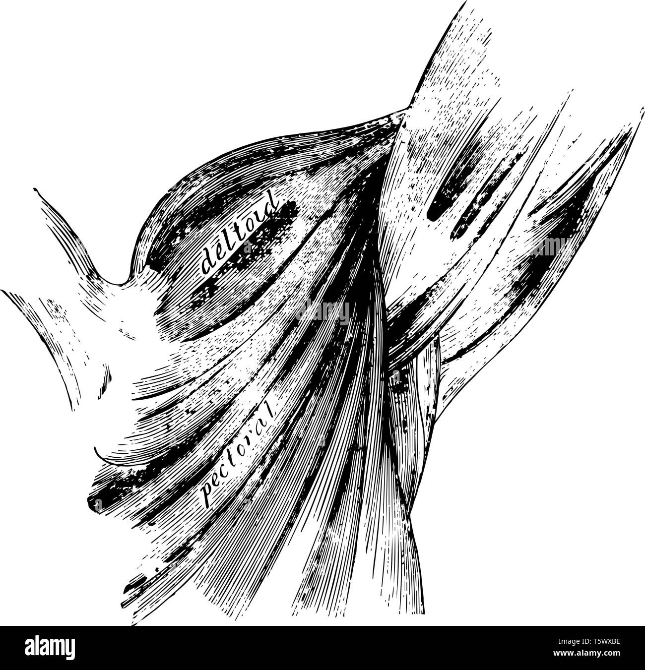 This illustration represents Arm Muscles vintage line drawing or ...