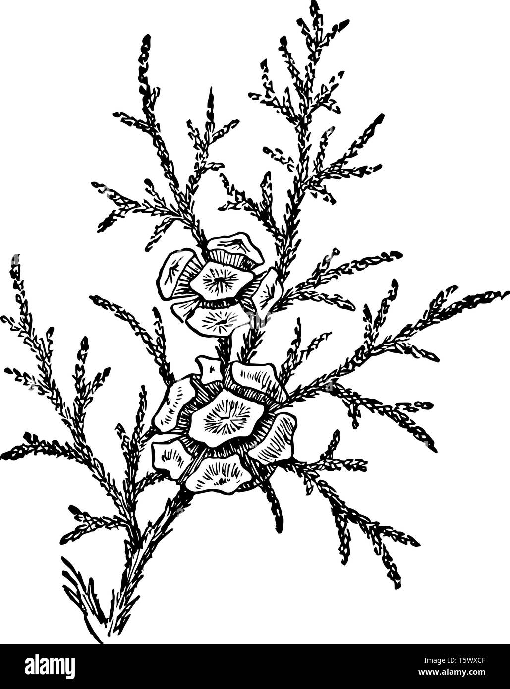 Branch of the Cypress with curly sprays and cones vintage line drawing ...